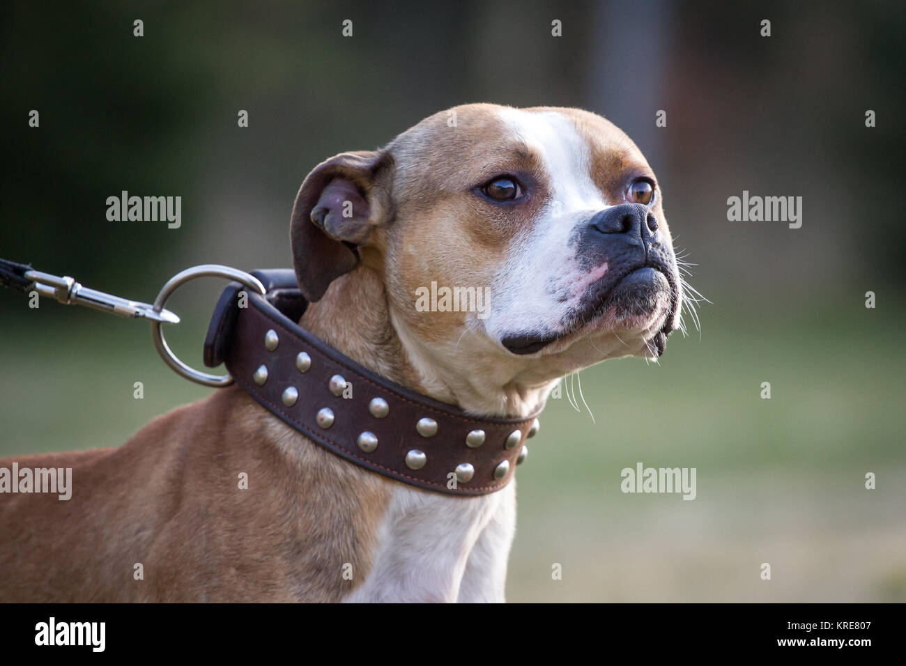 Bulldog type dog with a rivet collar Stock Photo - Alamy