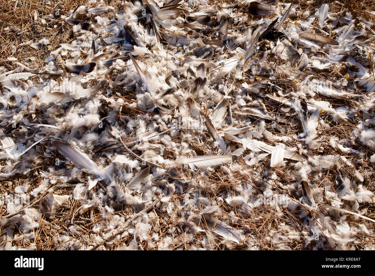 Bird feathers on the ground in the countryside Stock Photo - Alamy