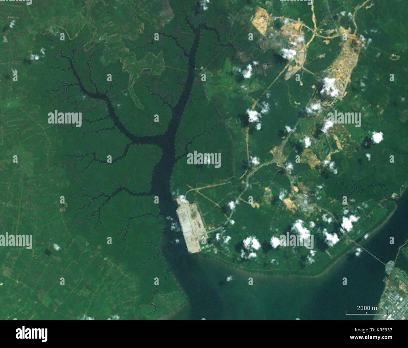 Pulai hi-res stock photography and images - Alamy