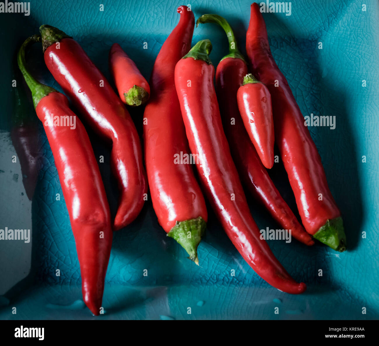 Red hot chili peppers in blue dish, colorful macro. Closeupof spicy ...