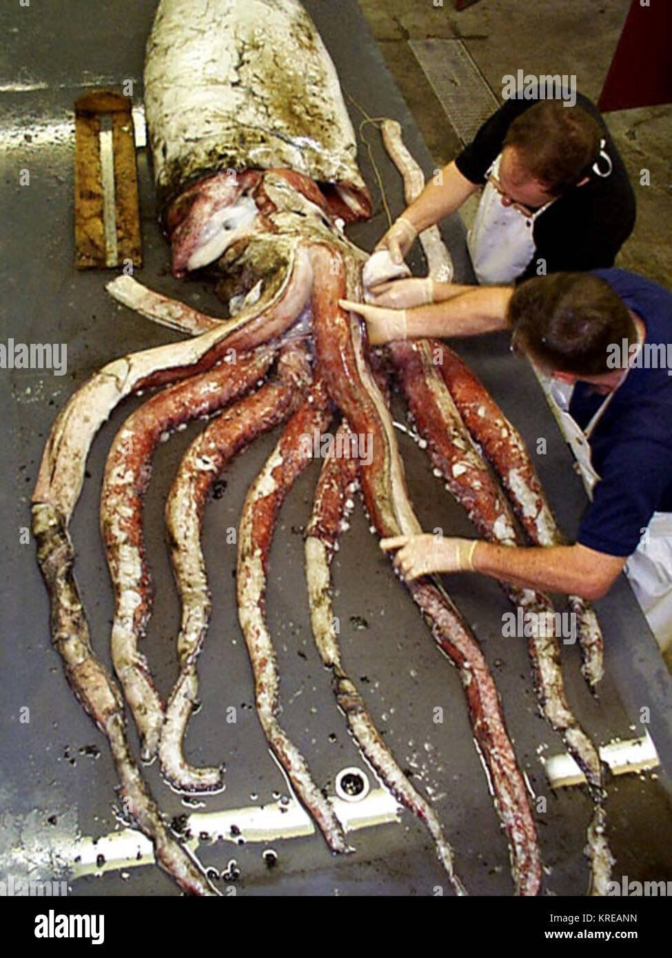Arranging arms of giant squid Stock Photo - Alamy