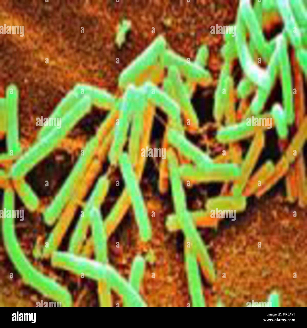 Bacillus subtilis hi-res stock photography and images - Alamy