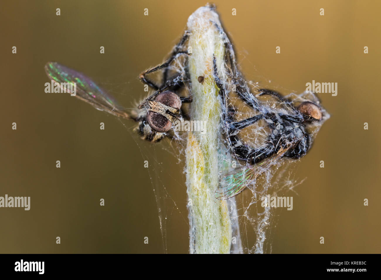 Insects trapped in spider web Stock Photo - Alamy