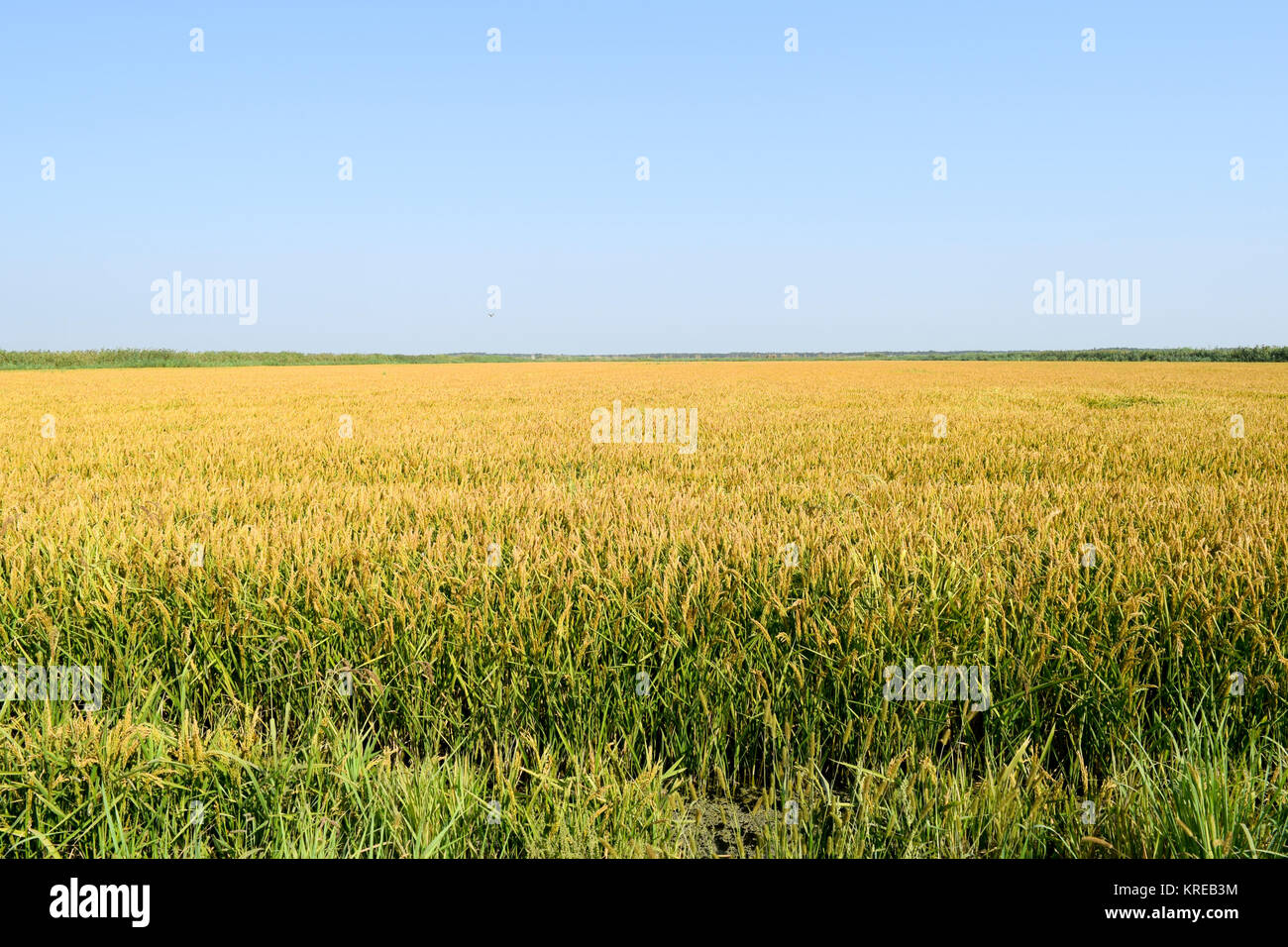 Field of rice in the rice paddies Stock Photo - Alamy