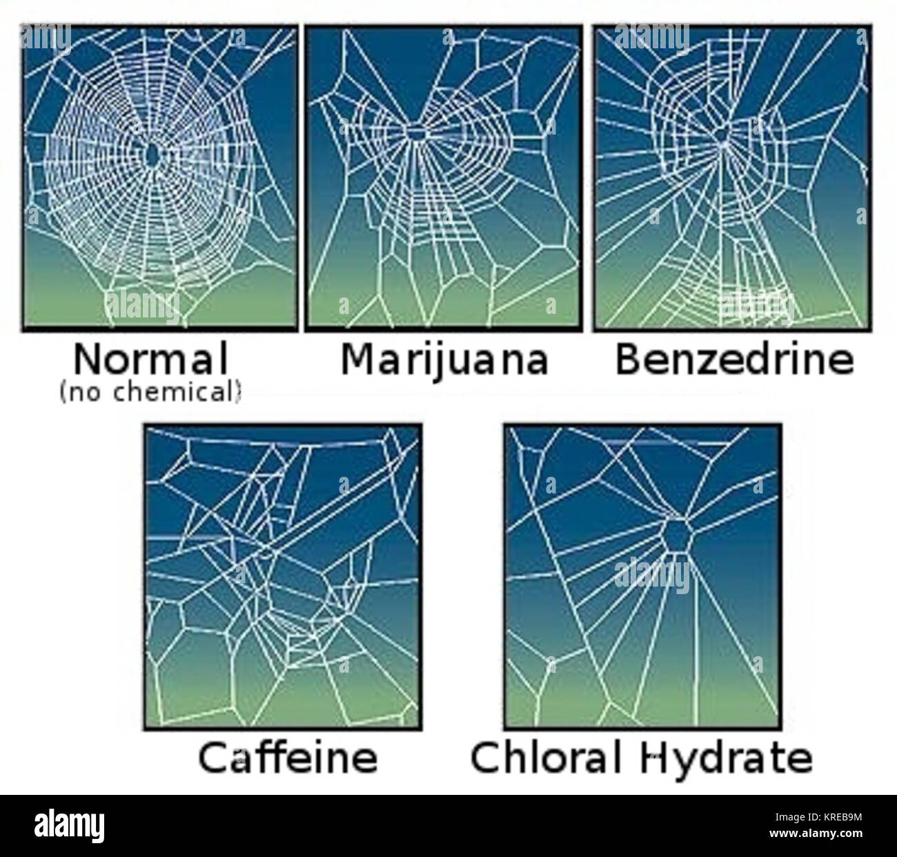 Artistic spider hi-res stock photography and images - Alamy