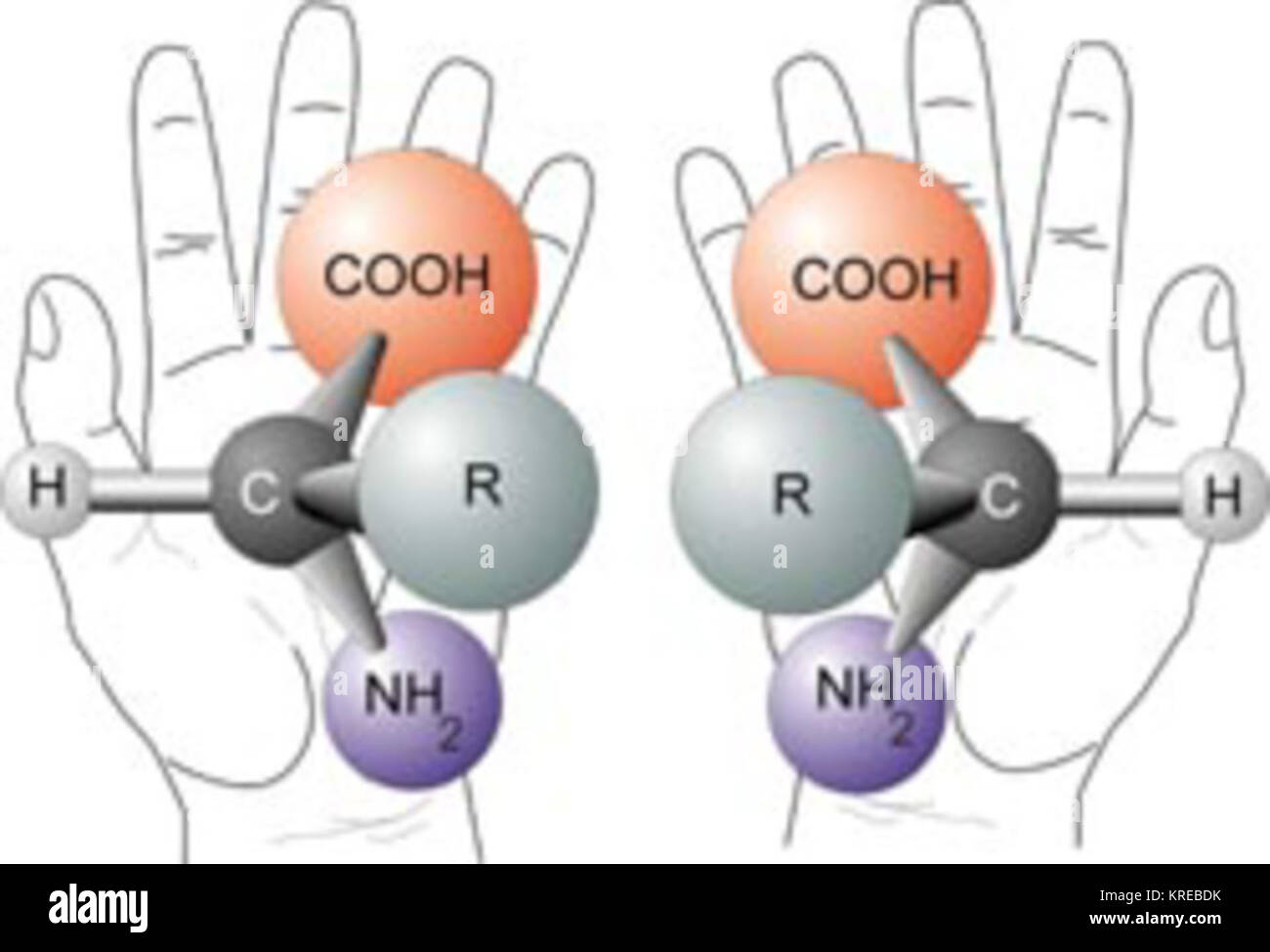 Chirality with hands Stock Photo - Alamy