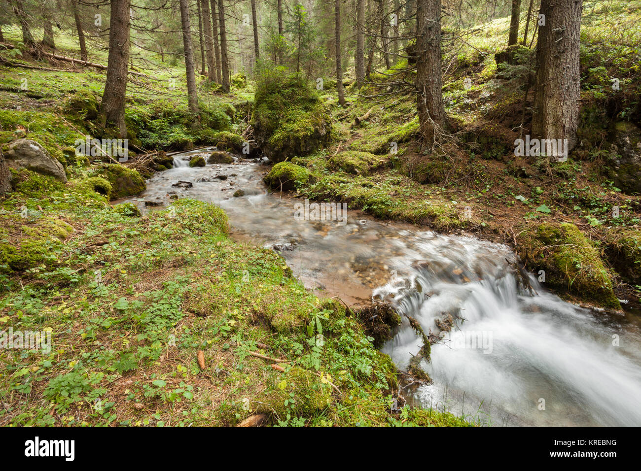 A stream flows in the forest, Italian Alps Stock Photo - Alamy