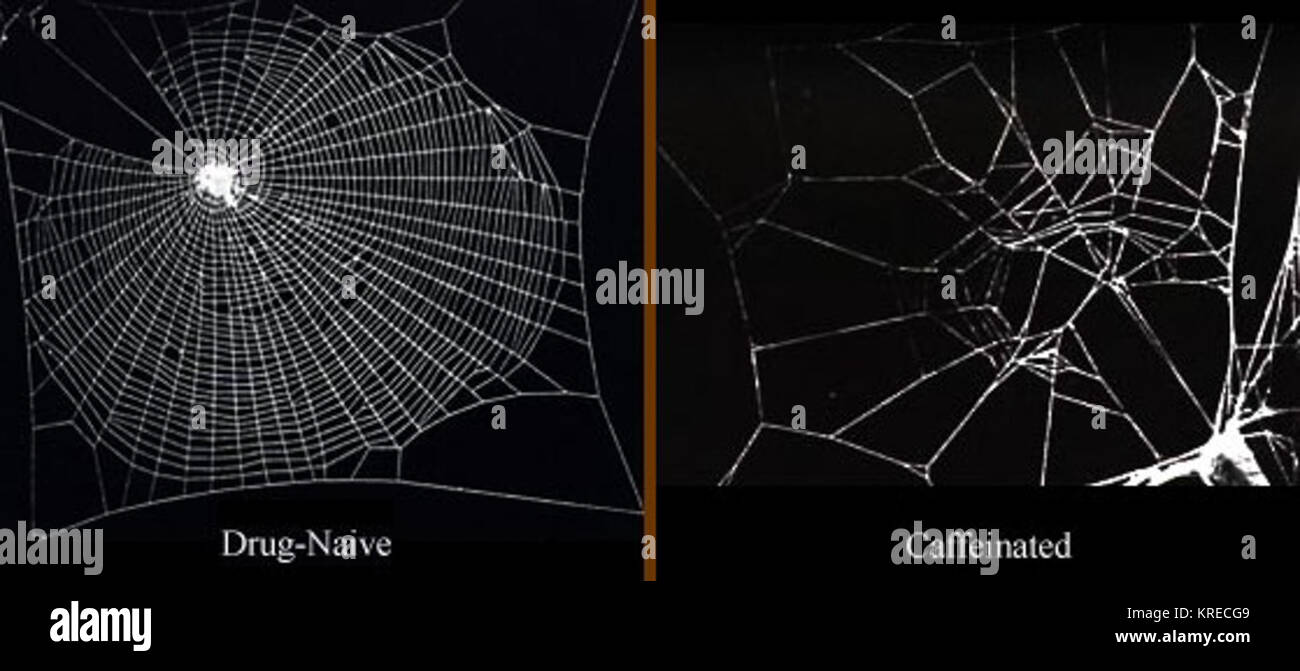 Caffeinated spiderwebs Horiz Stock Photo - Alamy