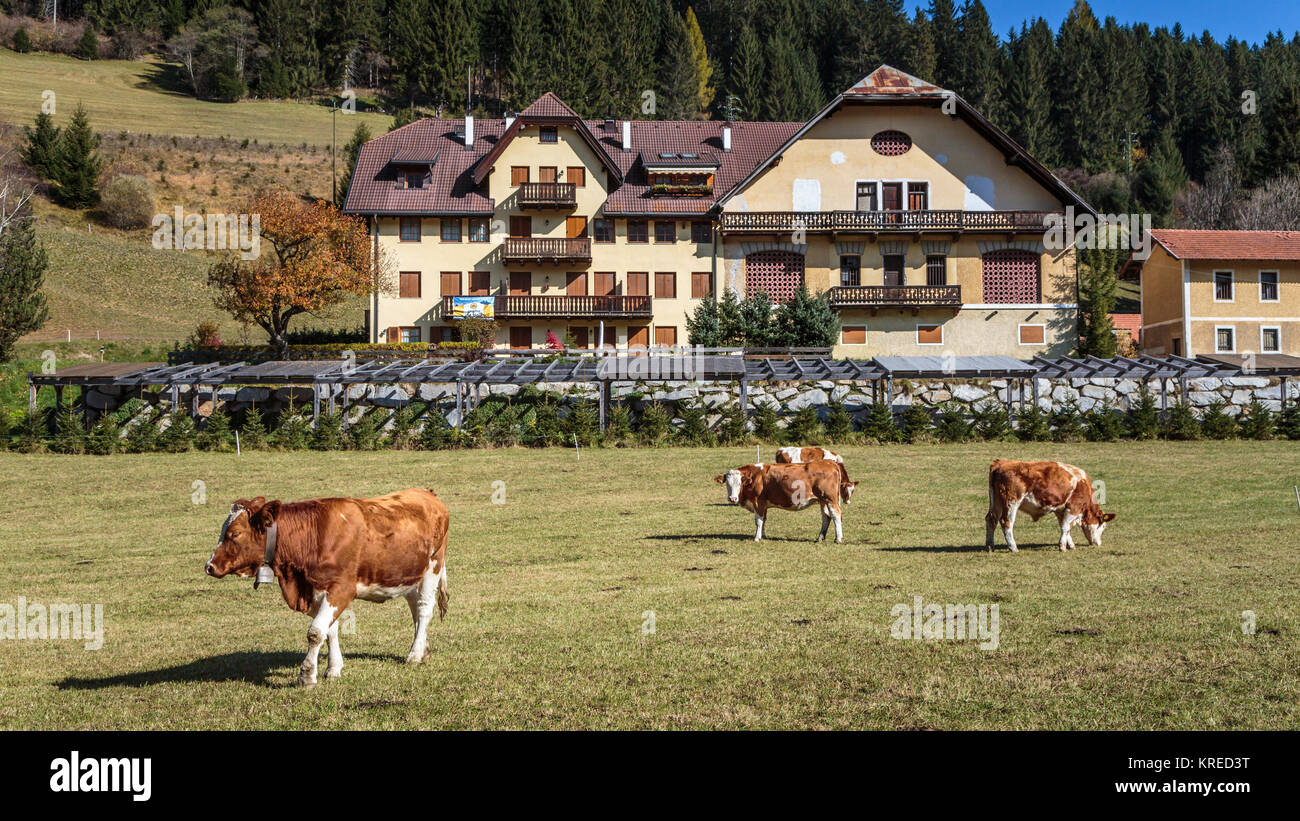 Cattle grazing in a pasture near Kronplatz, South Tyrol, Italy, Europe ...