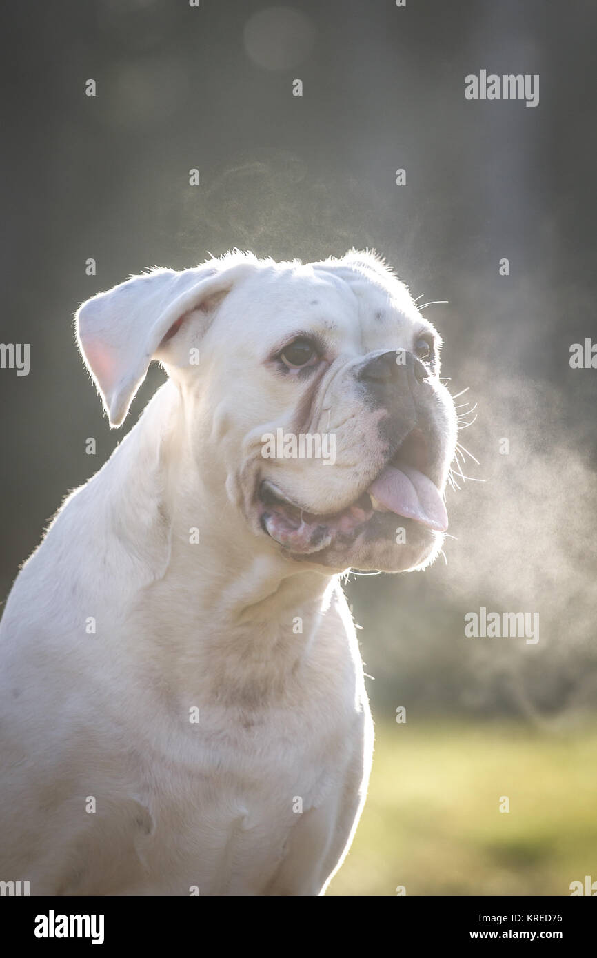 Happy female boxer hi-res stock photography and images - Alamy