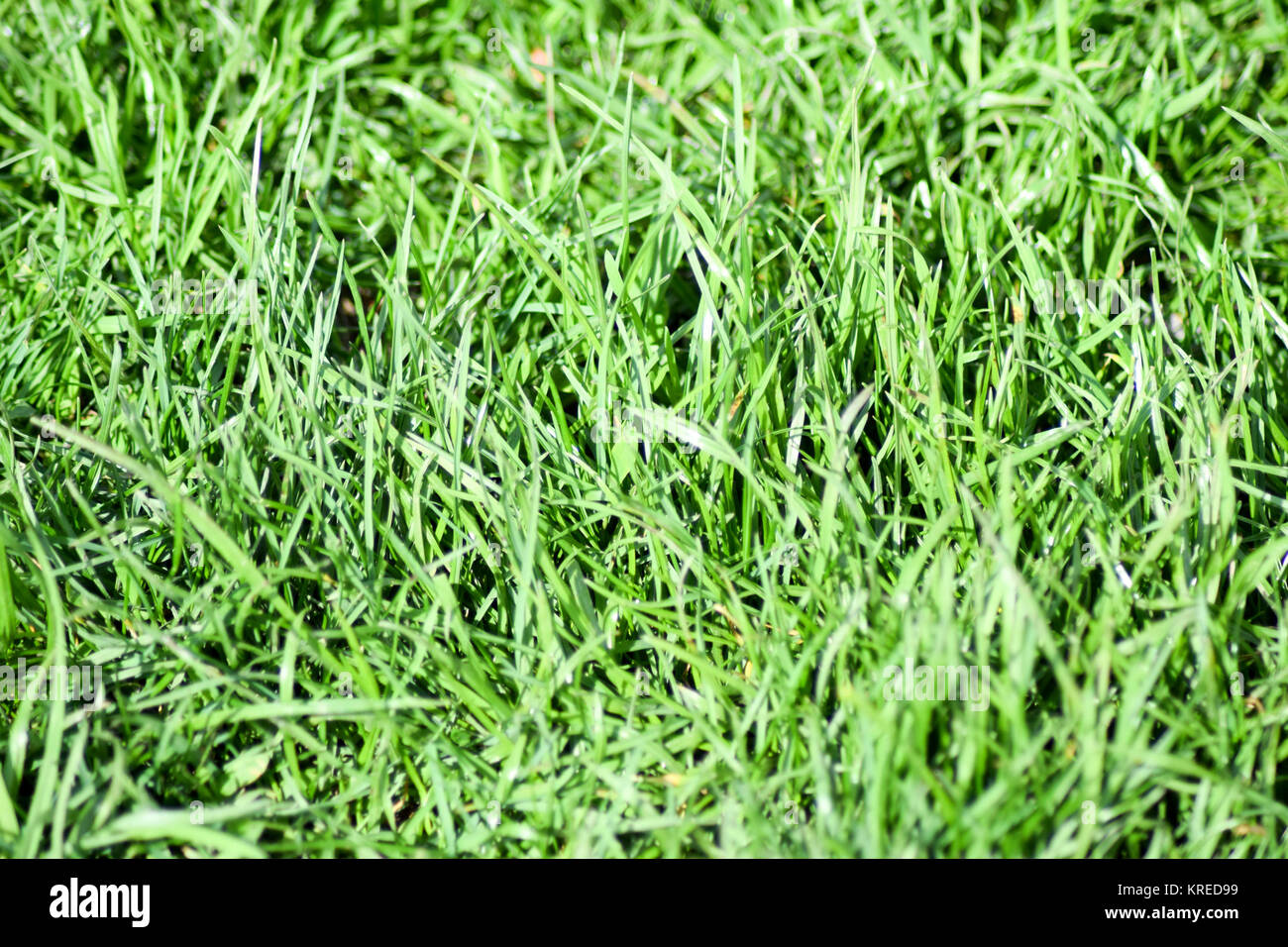Background of lawn grass. Stems and leaves of green soft lawn grass ...