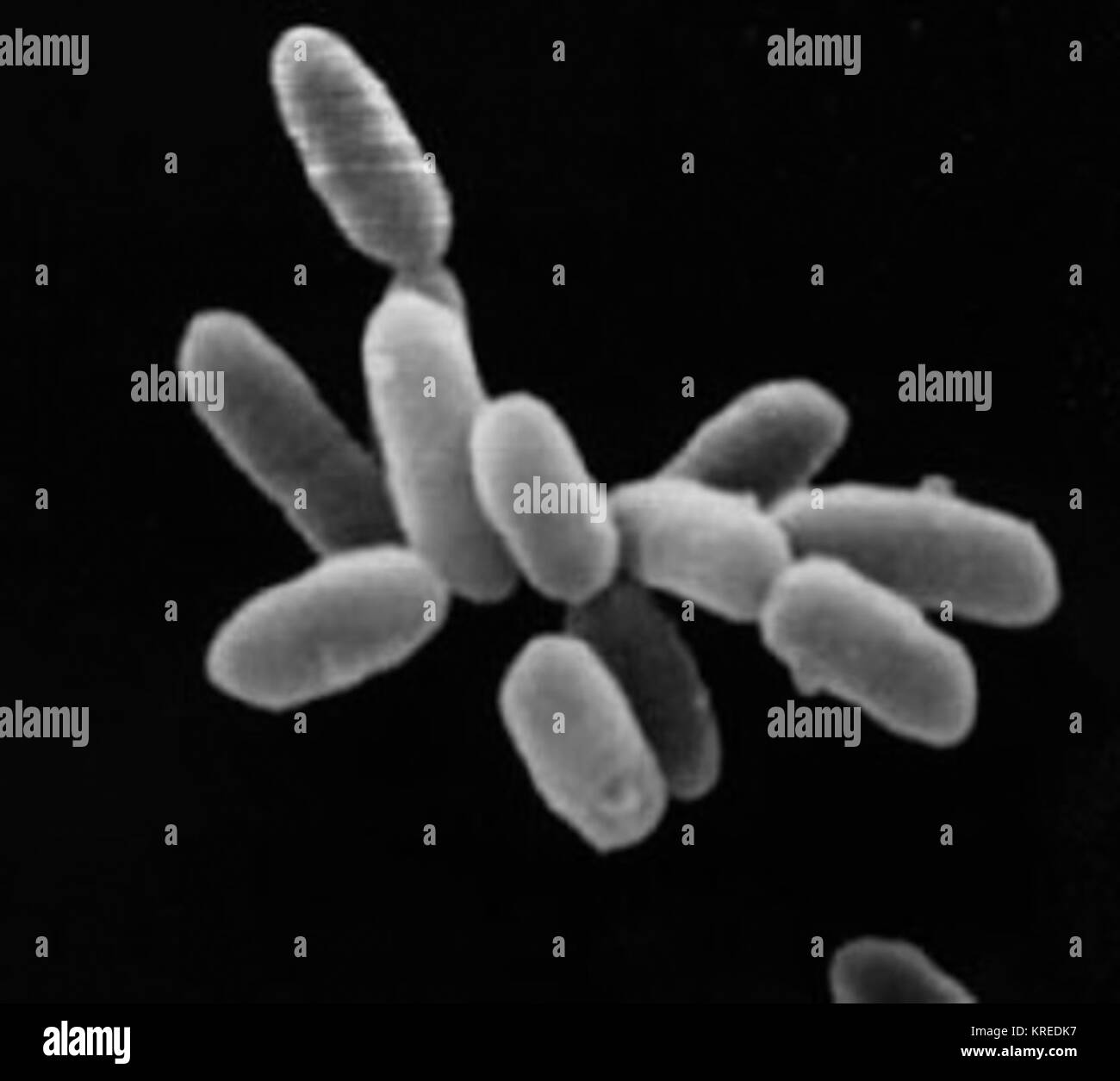 Halobacteria hi-res stock photography and images - Alamy