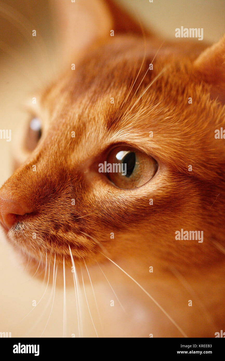 Close up portrait of small cute red cat Stock Photo - Alamy