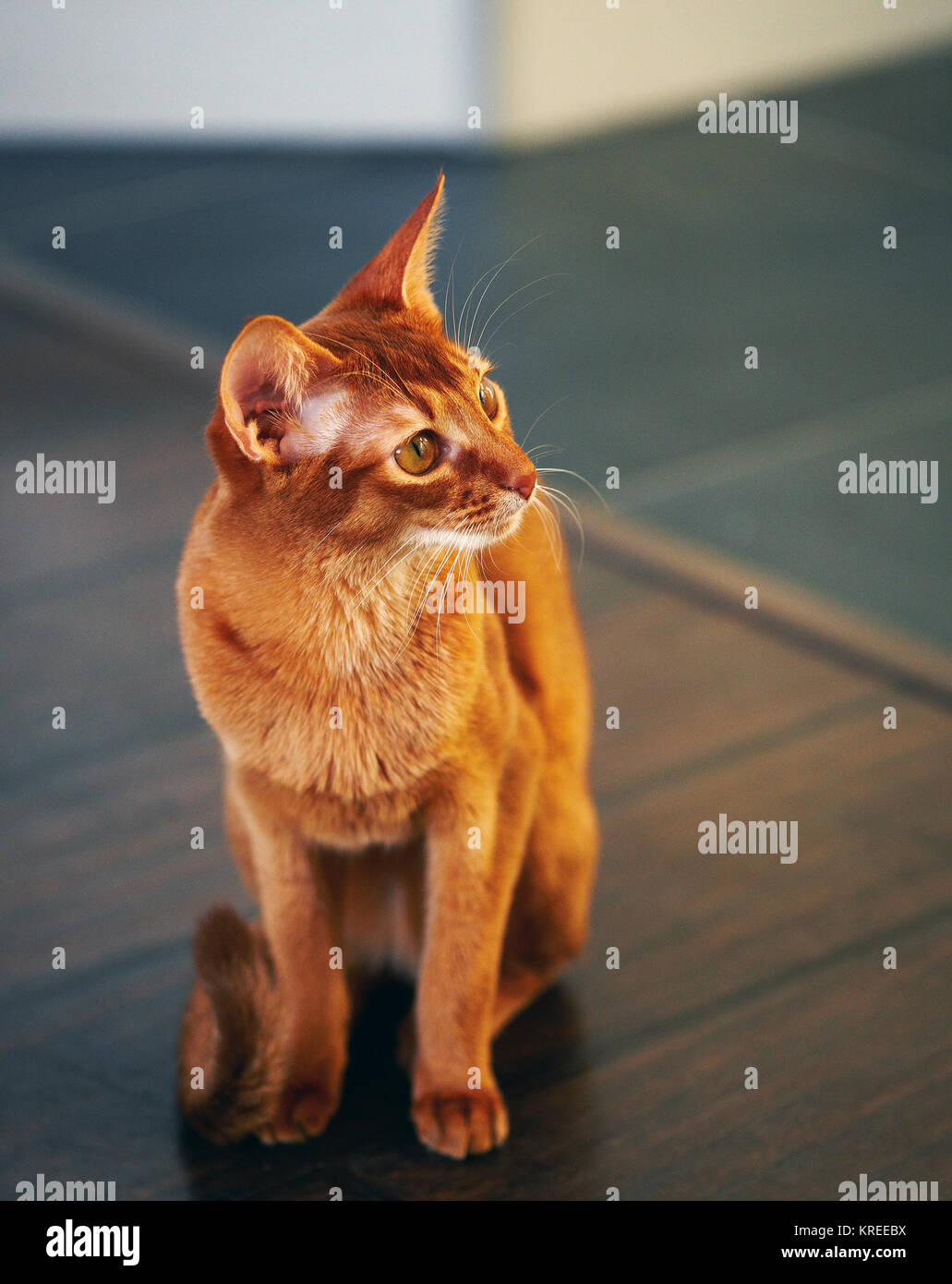 Close up portrait of small red cat Stock Photo - Alamy