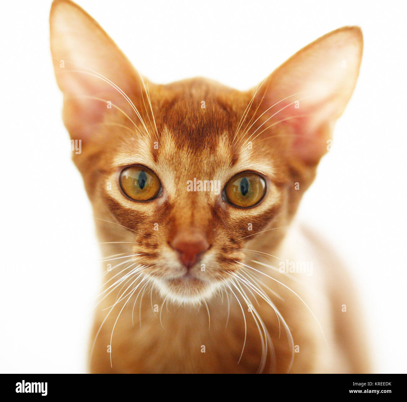 Close up portrait of small cute red cat Stock Photo - Alamy