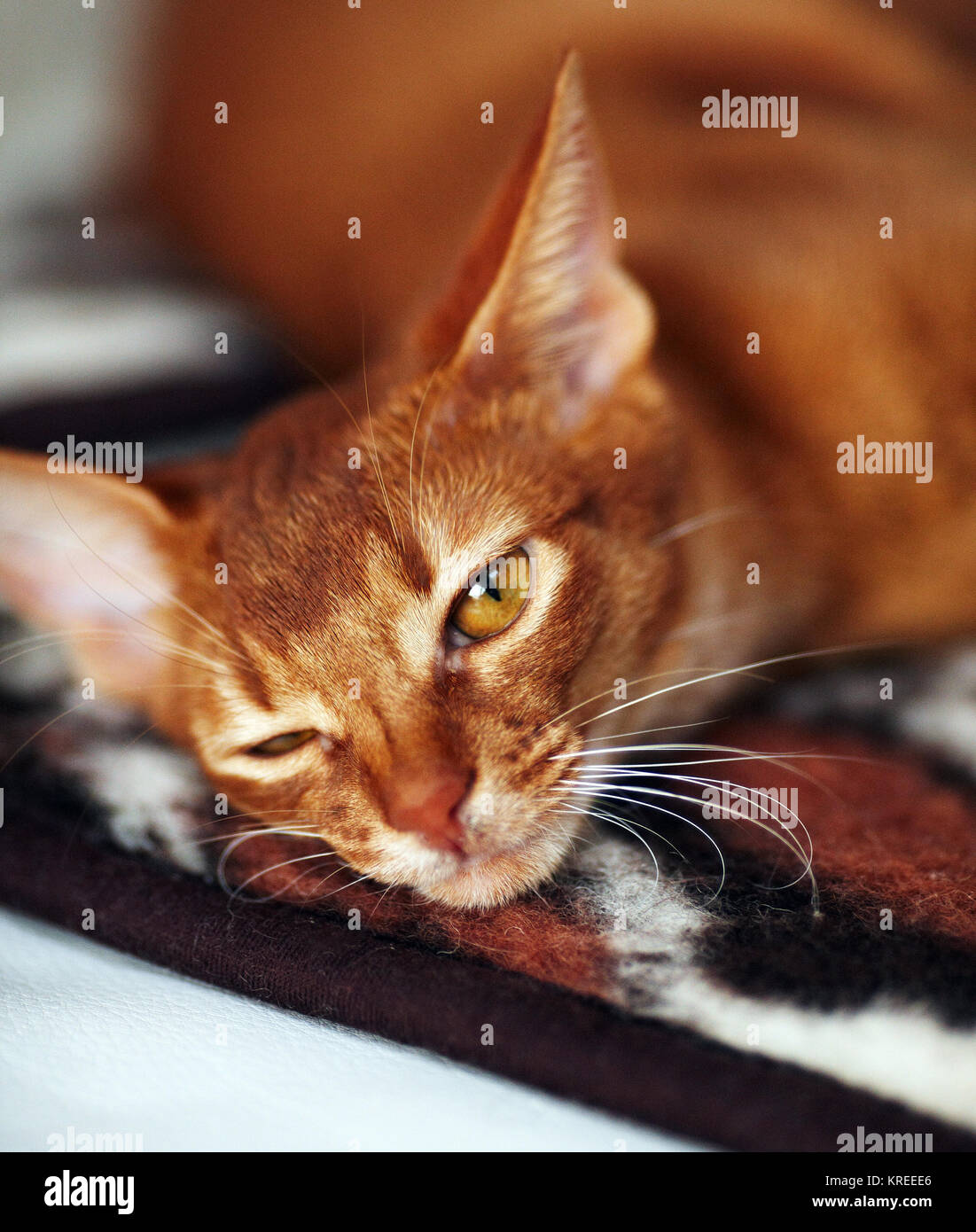 Adult red cat portrait .what a adorable animal Stock Photo - Alamy