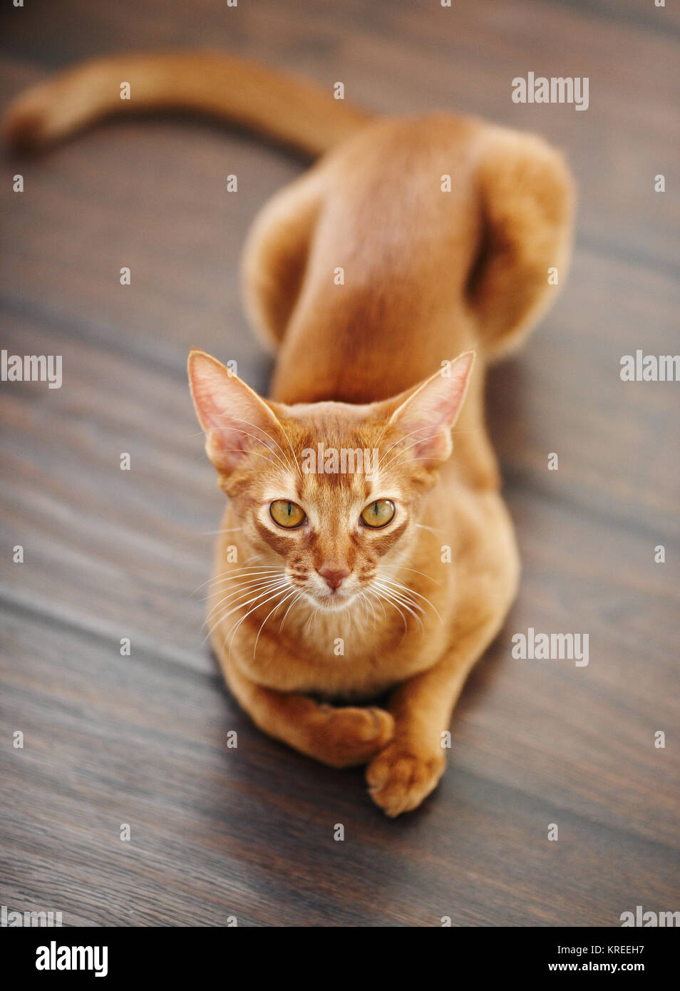 Cute beautiful red cat .what a adorable animal Stock Photo - Alamy