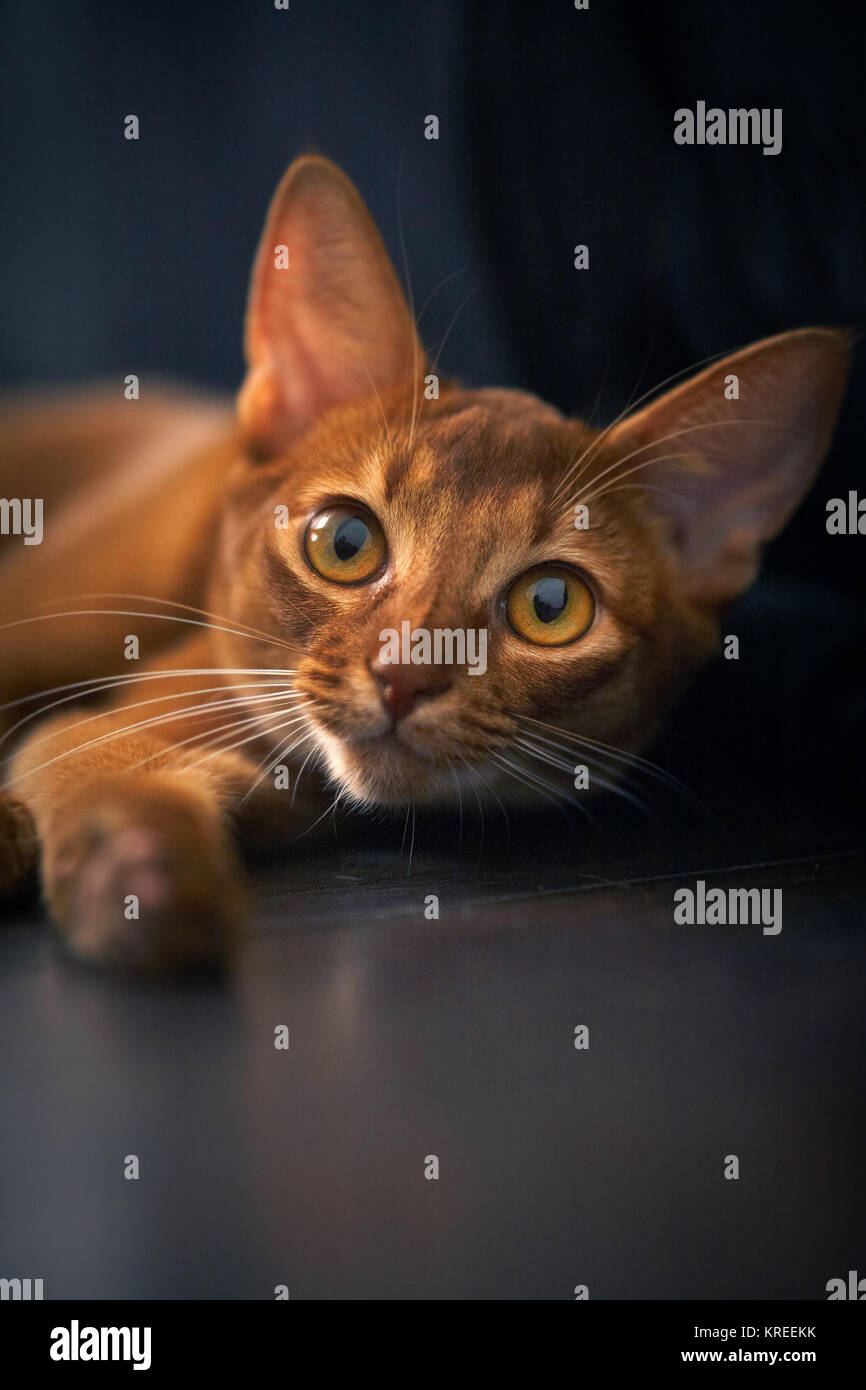 Cute small red cat.what a adorable animal Stock Photo - Alamy