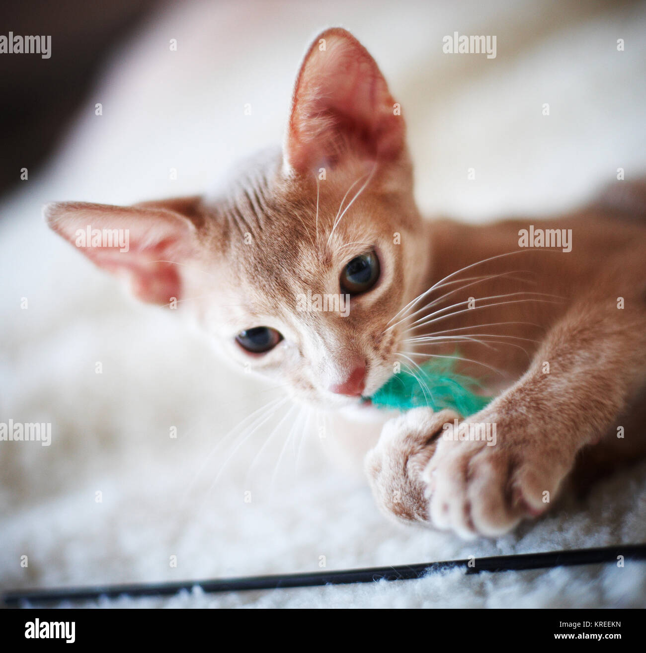Close up portrait of cute red kitty Stock Photo - Alamy