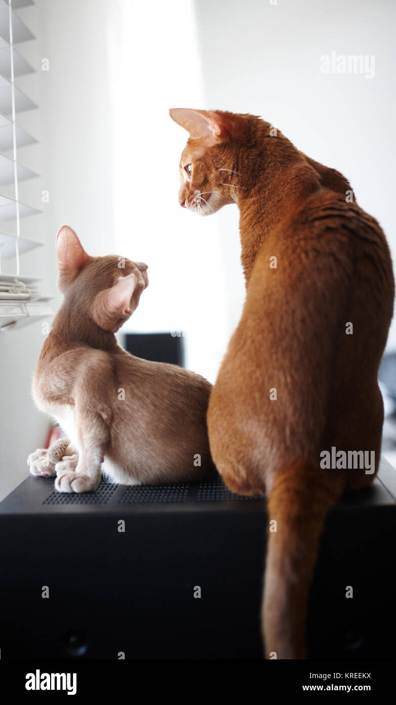 Friendship of two beautiful red cats. Adorable animal Stock Photo - Alamy