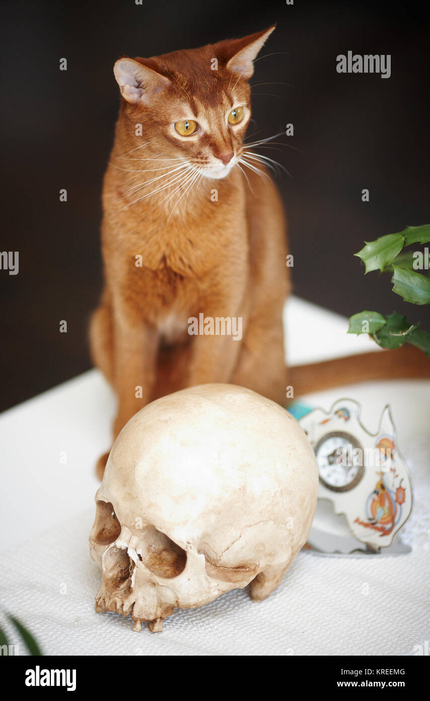 Close up portrait of cute red kitty Stock Photo - Alamy