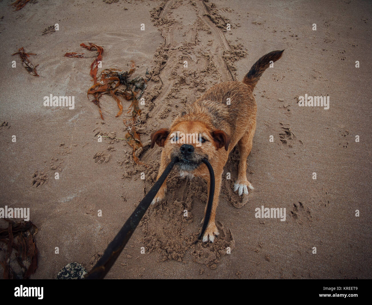 Let me have it! Stock Photo - Alamy