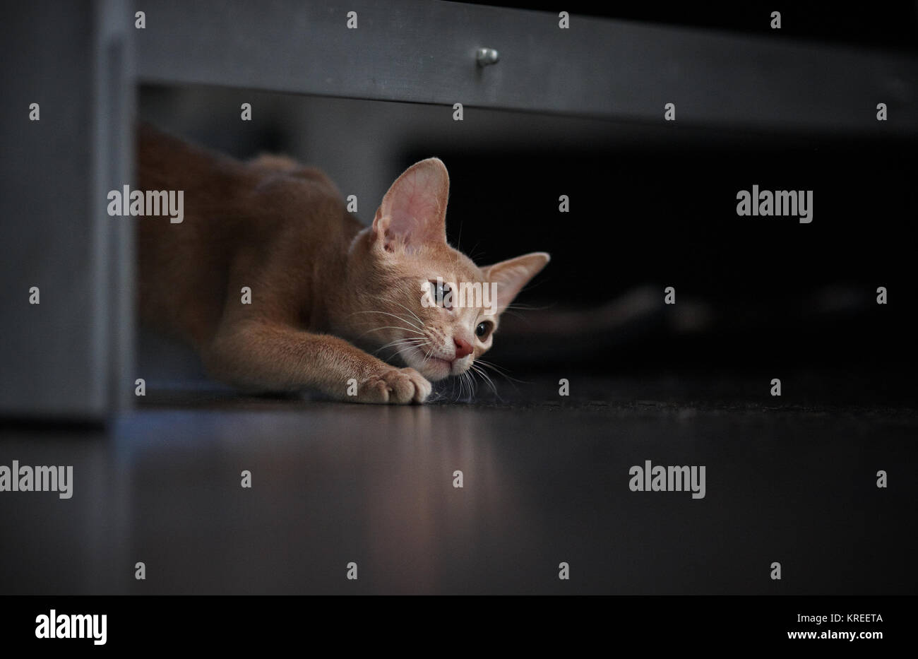 Close up portrait of cute red kitty Stock Photo - Alamy