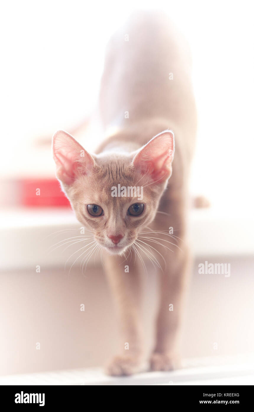 Close up portrait of cute red kitty Stock Photo - Alamy