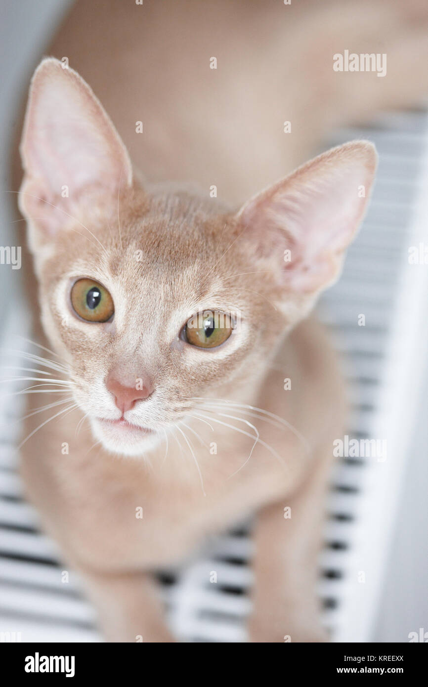 Cute small red cat. Adorable animal . Apartment Stock Photo - Alamy