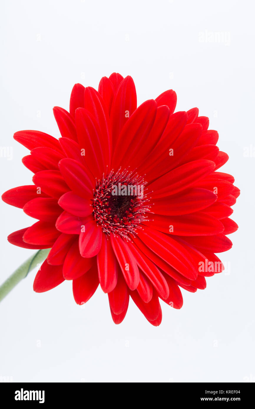 red gerbera daisy flower Stock Photo - Alamy