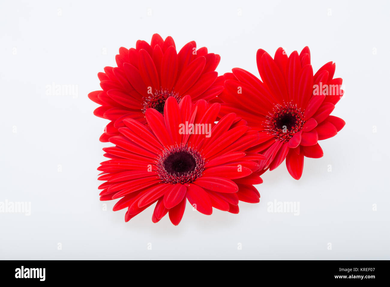 red gerbera daisy flower Stock Photo - Alamy