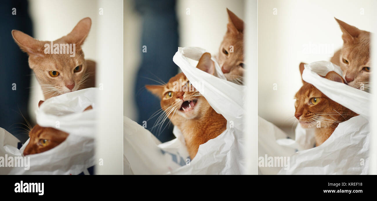 Two red cats playing with each other. Three photos Stock Photo - Alamy