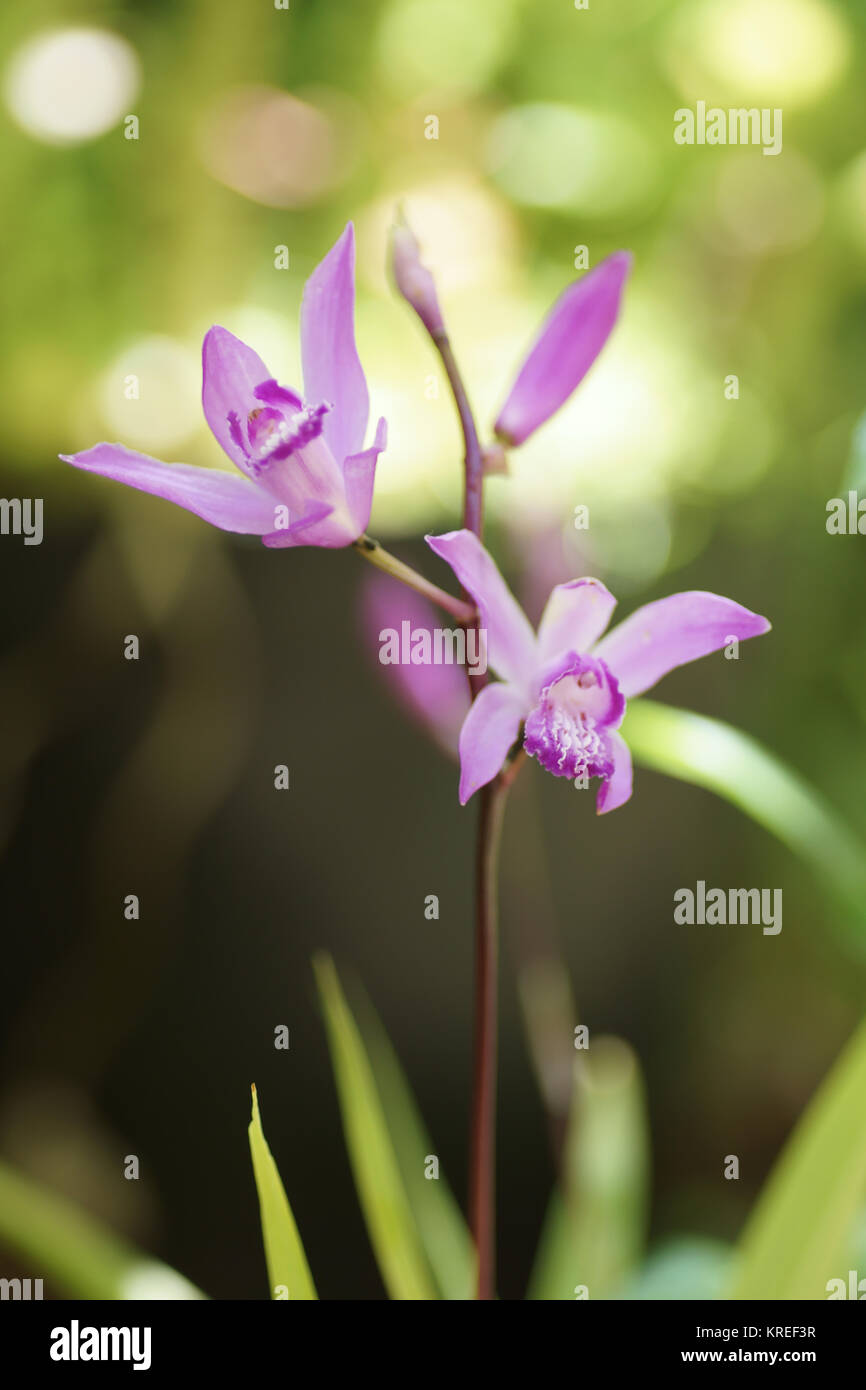 Bletilla striata hi-res stock photography and images - Alamy