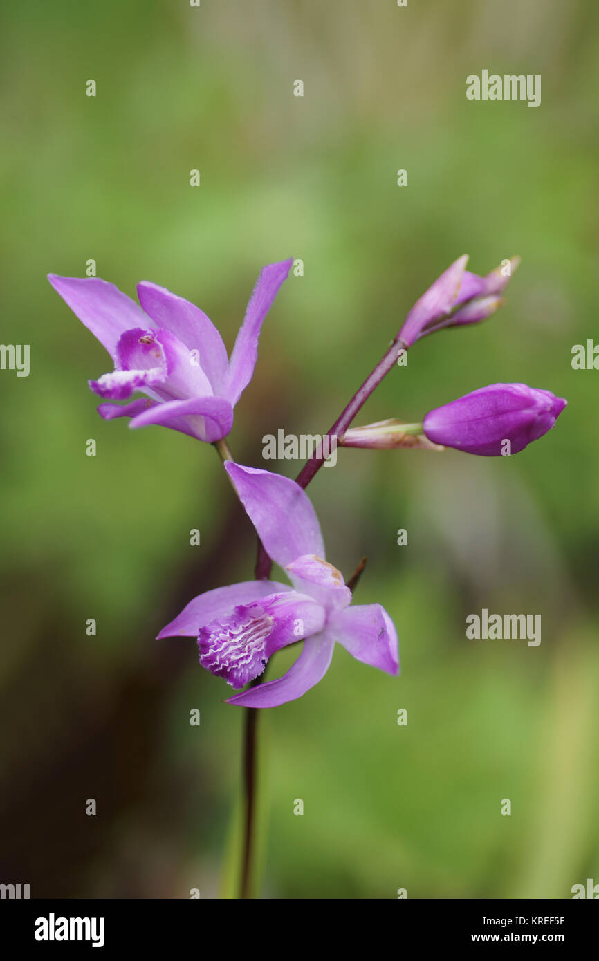 Bletilla hi-res stock photography and images - Alamy