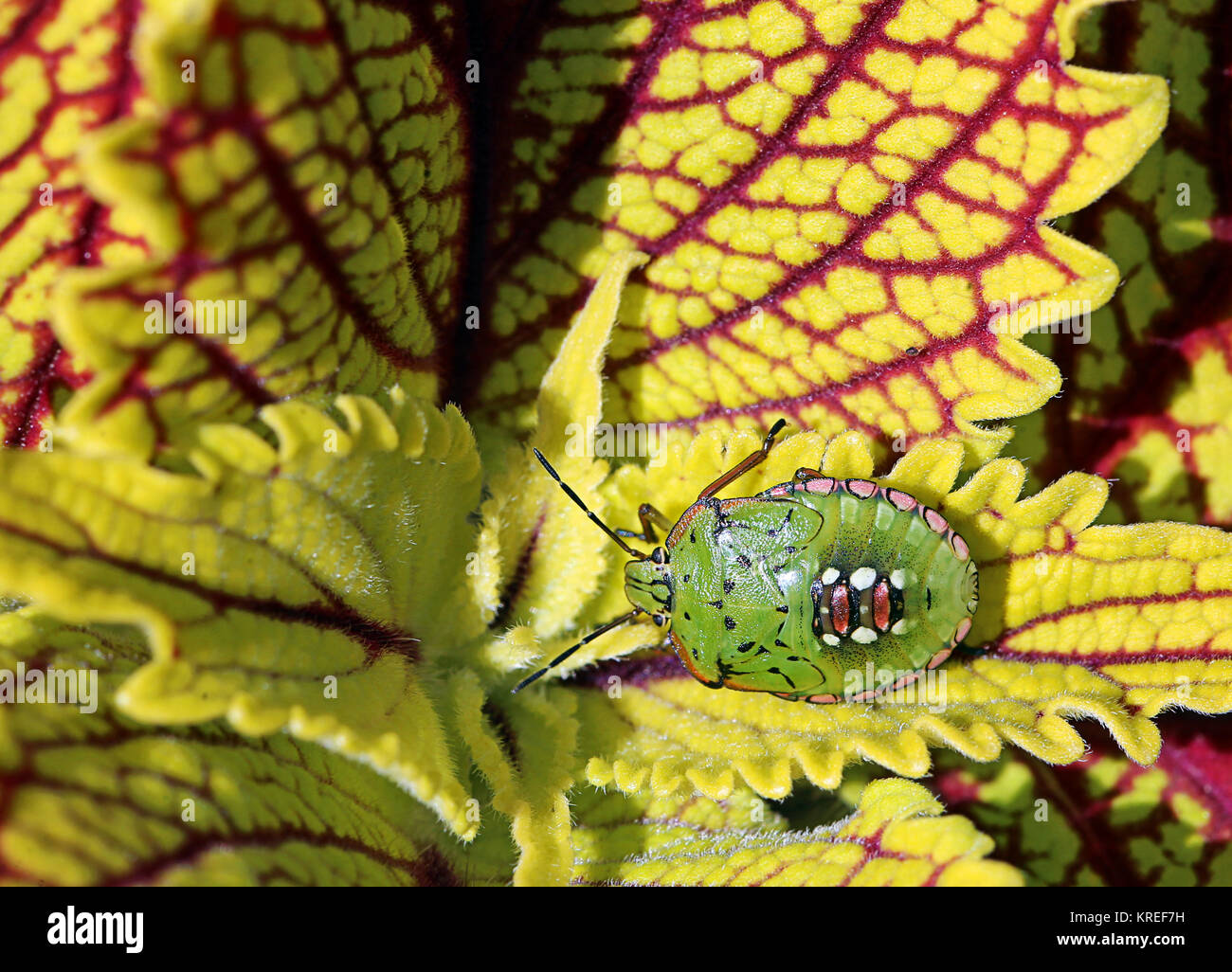green rice bug nezara viridula five nymph on stinging nettle Stock ...