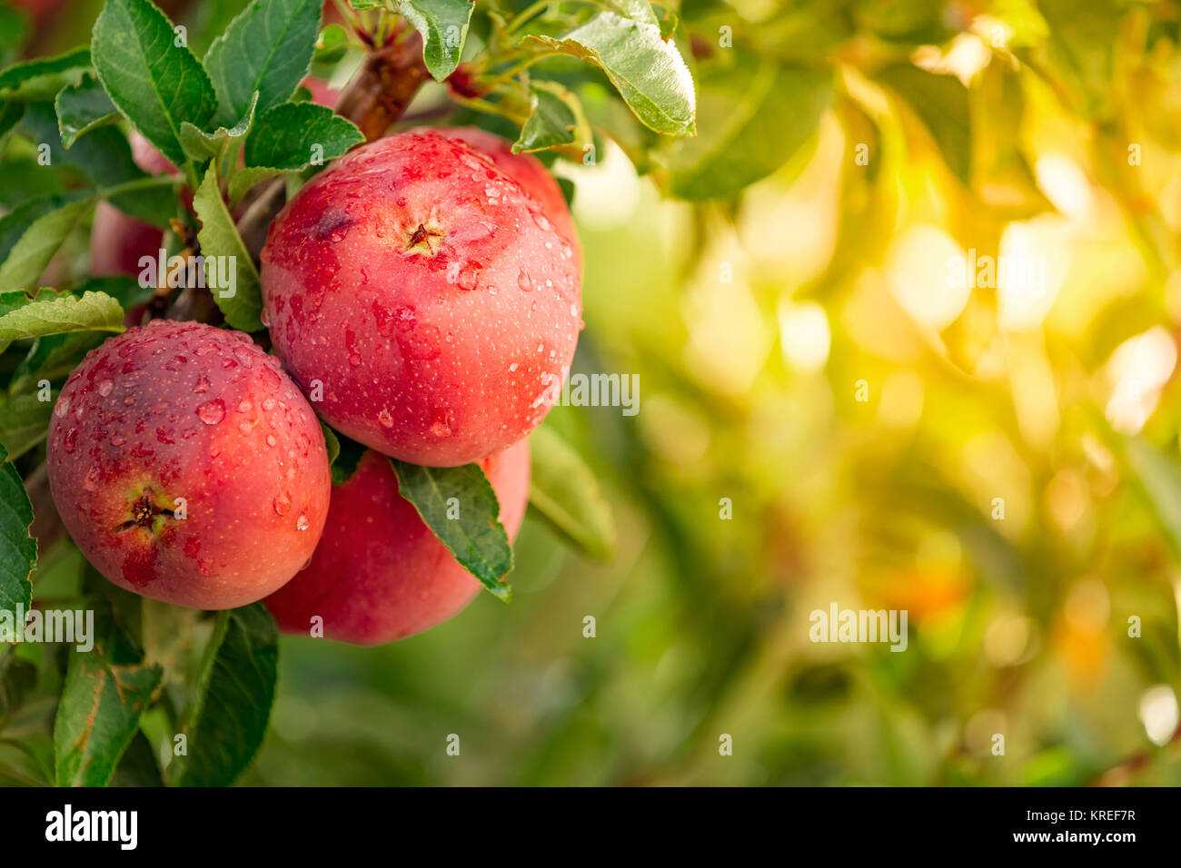 Food aliment leaf tree fruit hi-res stock photography and images - Alamy