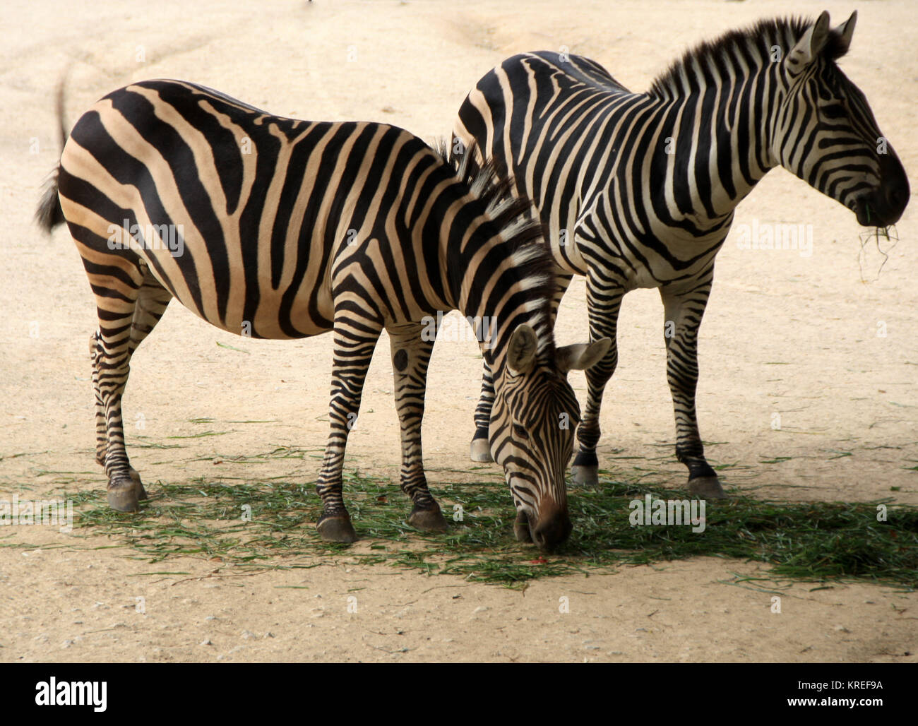 Zebra schwarz hi-res stock photography and images - Alamy