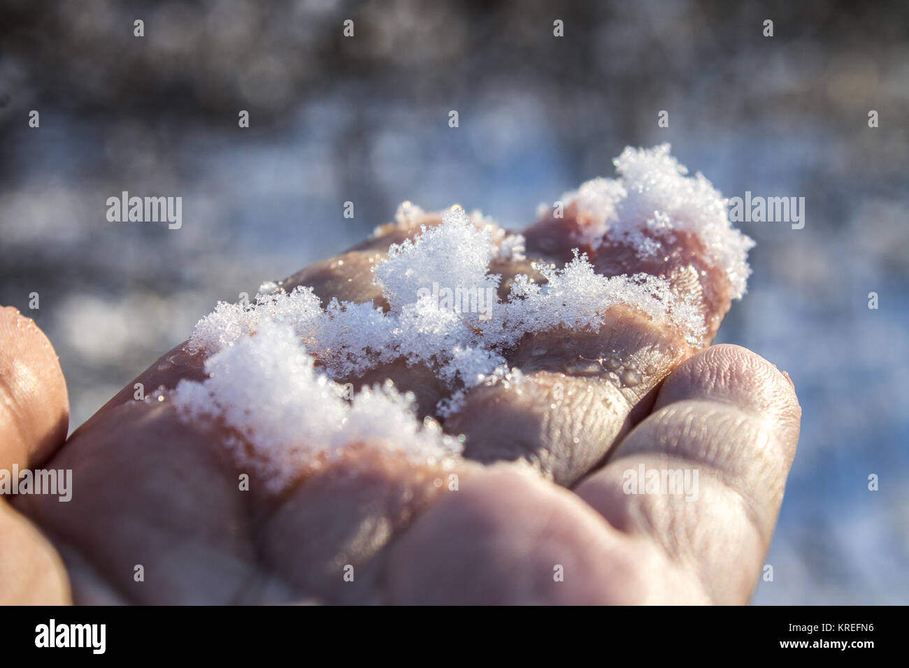 White snow on a hand in a winter forest Stock Photo - Alamy