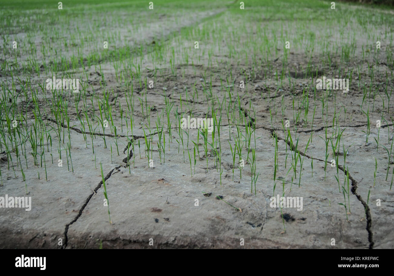 Nice paddy field hi-res stock photography and images - Alamy