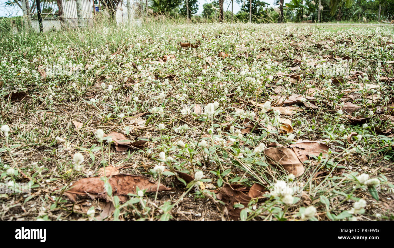 Grass and ground Stock Photo - Alamy
