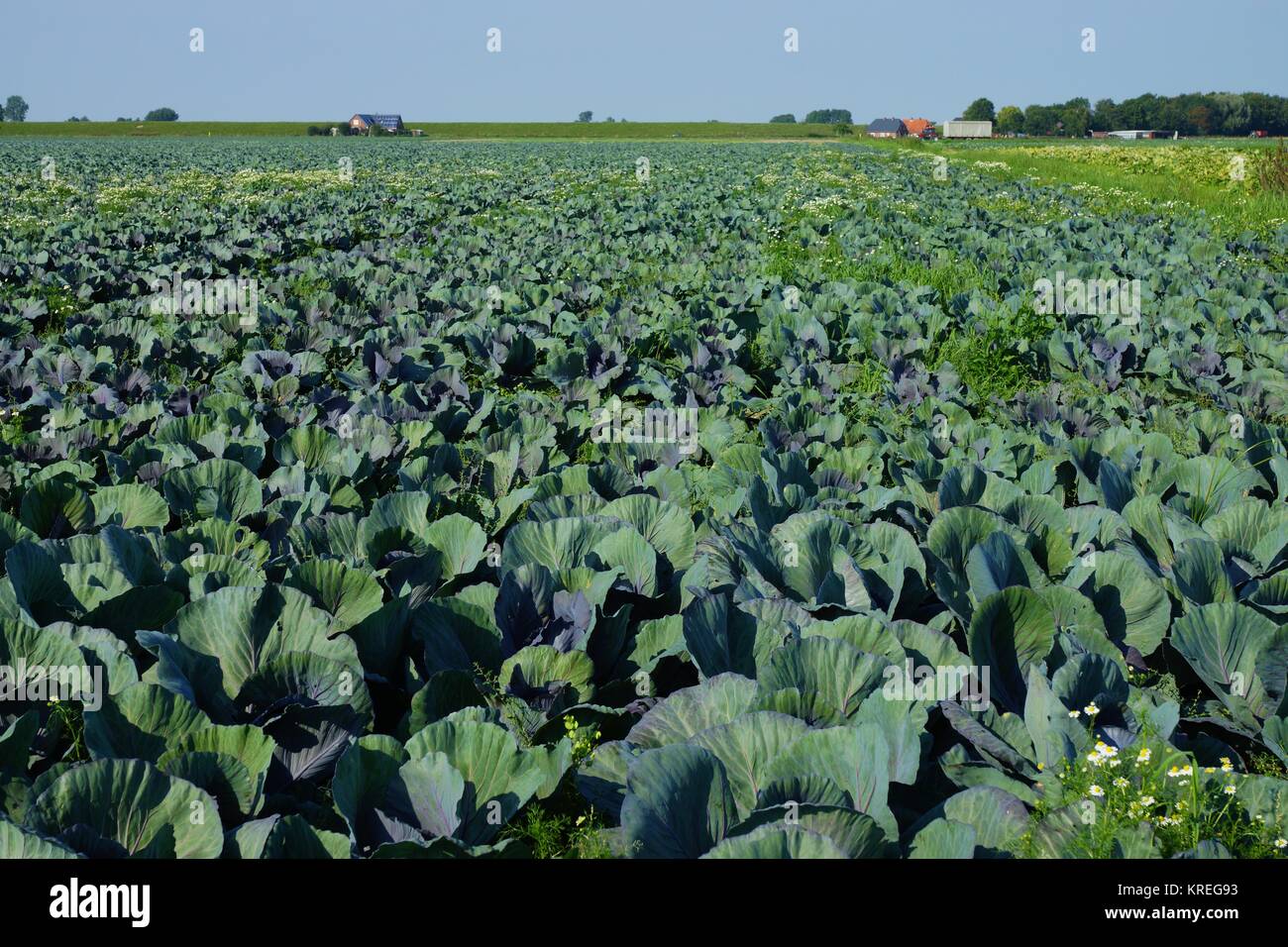 cabbage-head in a vegetable field Stock Photo - Alamy