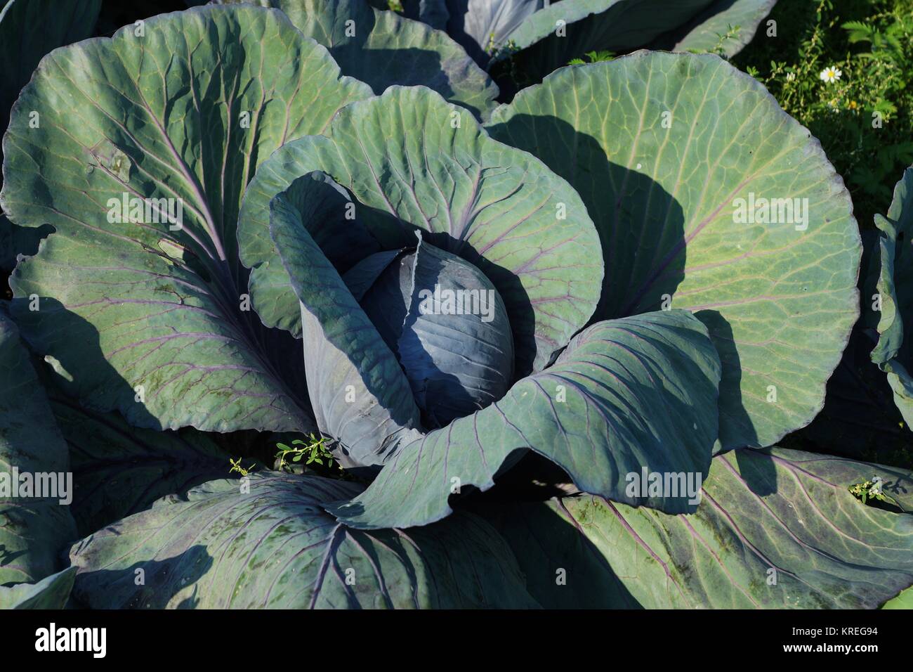 cabbage-head in a vegetable field Stock Photo - Alamy