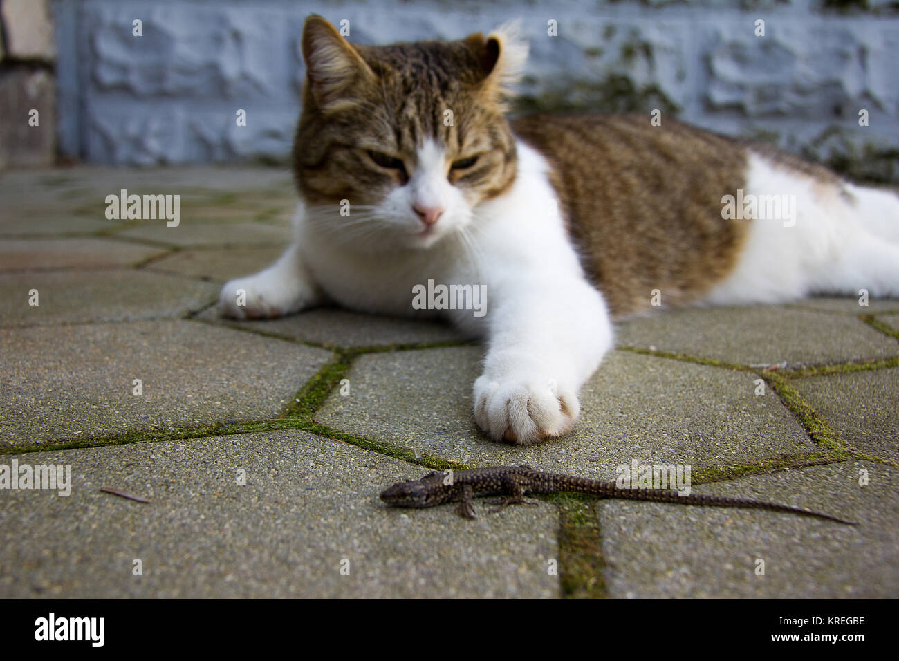 Lizard cat hi-res stock photography and images - Alamy