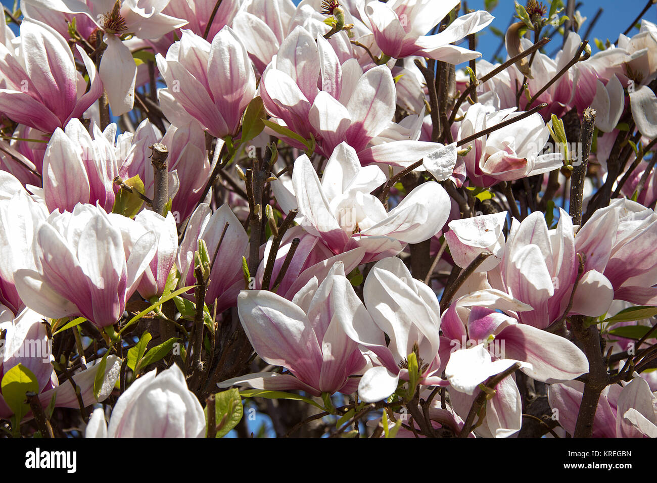 magnolia blossoms in spring Stock Photo - Alamy