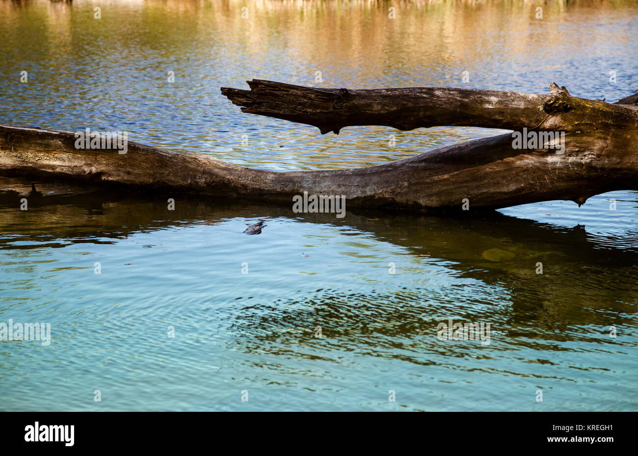 tree trunk lying in water in meadow landscape Stock Photo - Alamy