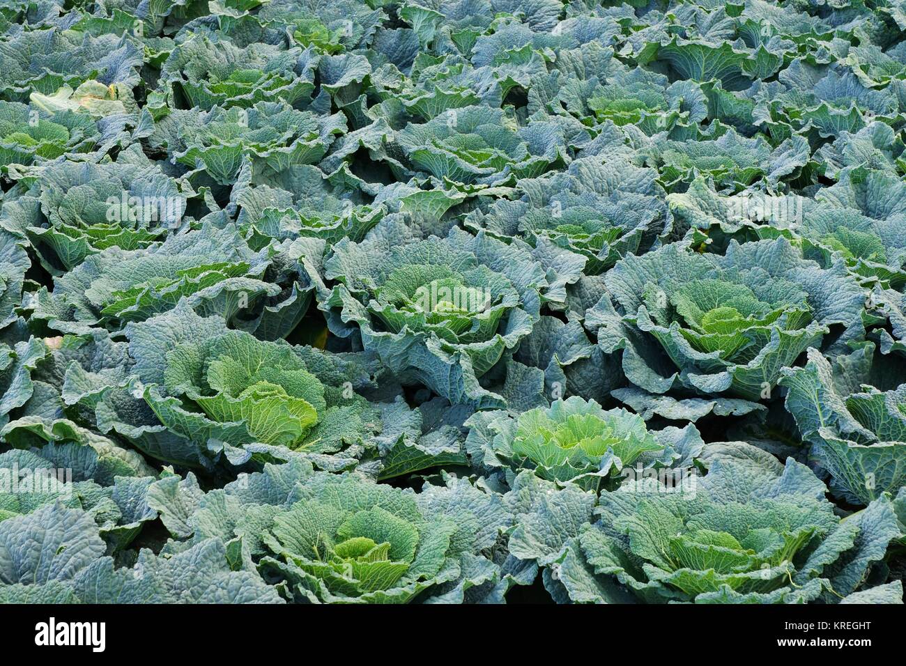vegetable field with kale in summer Stock Photo - Alamy