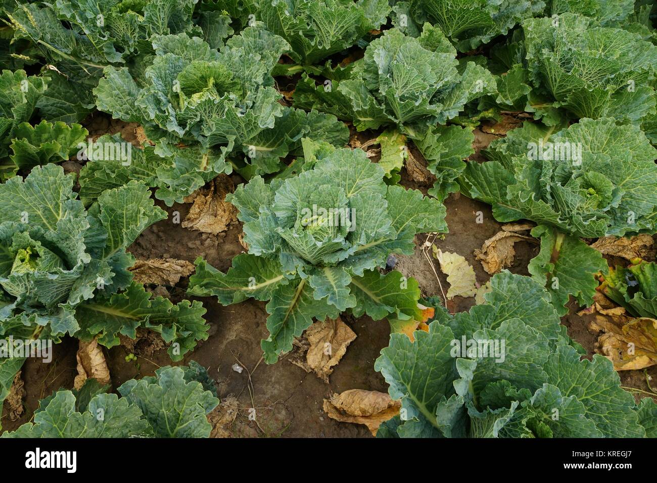 vegetable field with kale in summer Stock Photo - Alamy