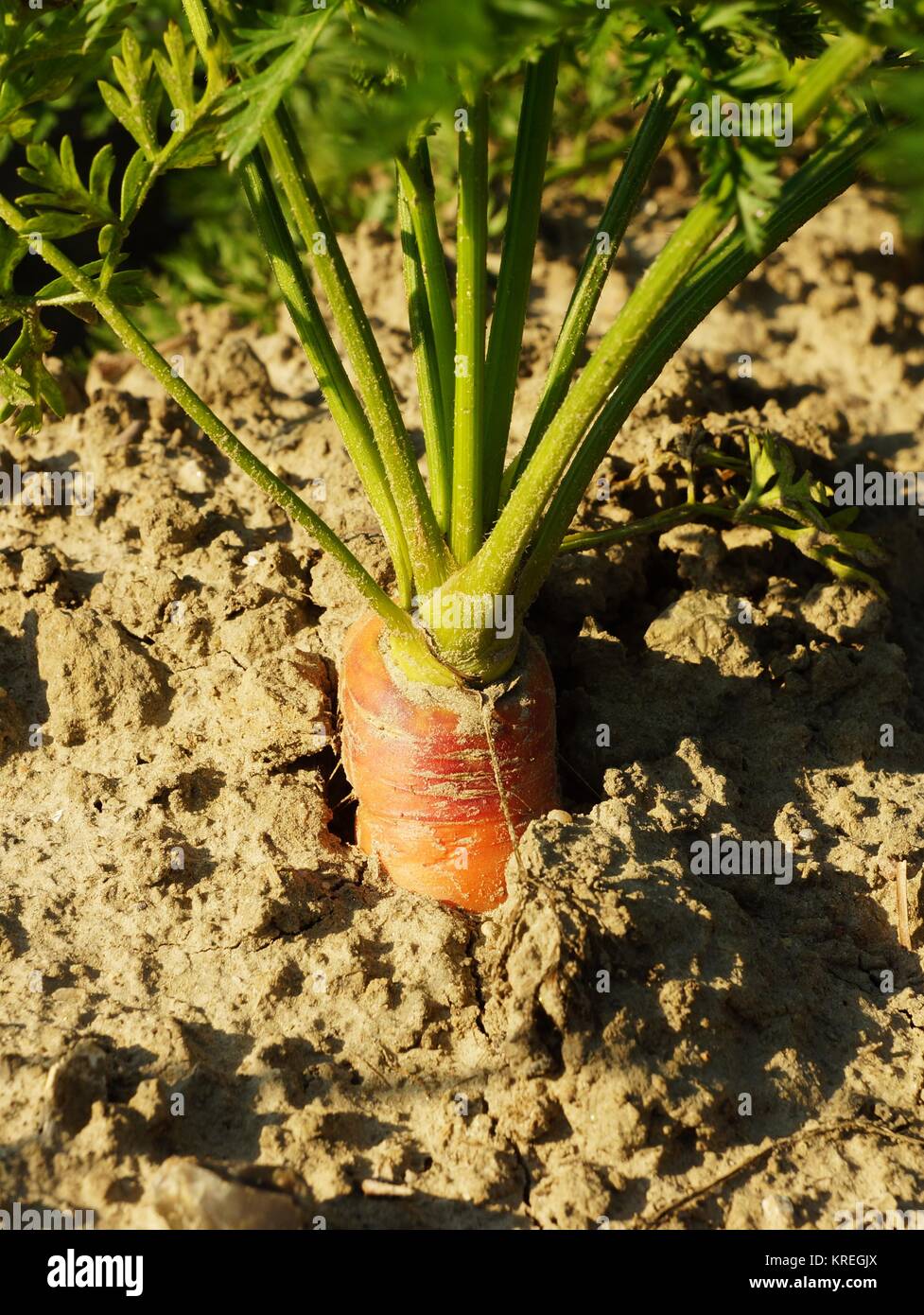 vegetable field with carrots in summer Stock Photo - Alamy
