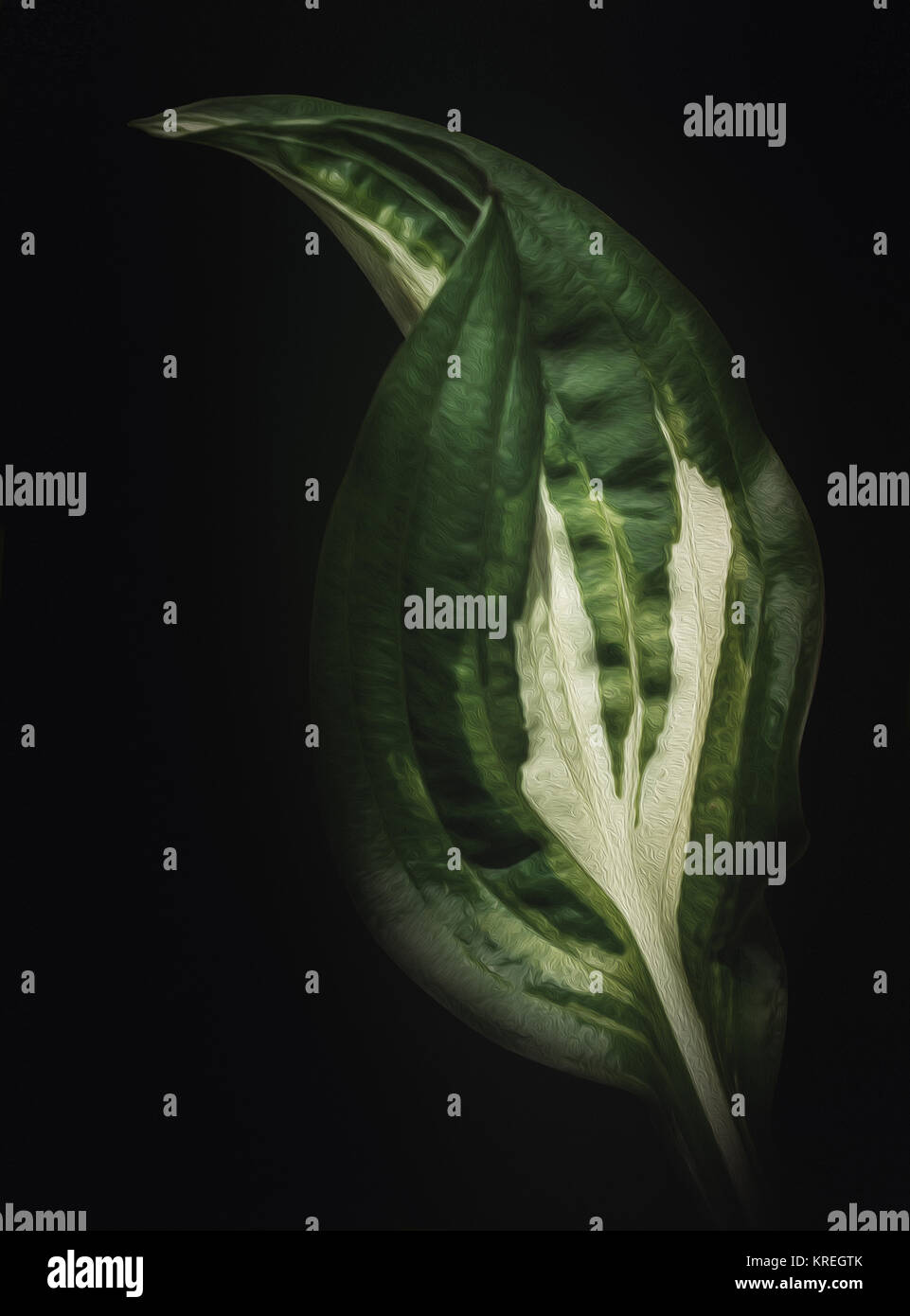 Looking leaf hi-res stock photography and images - Alamy