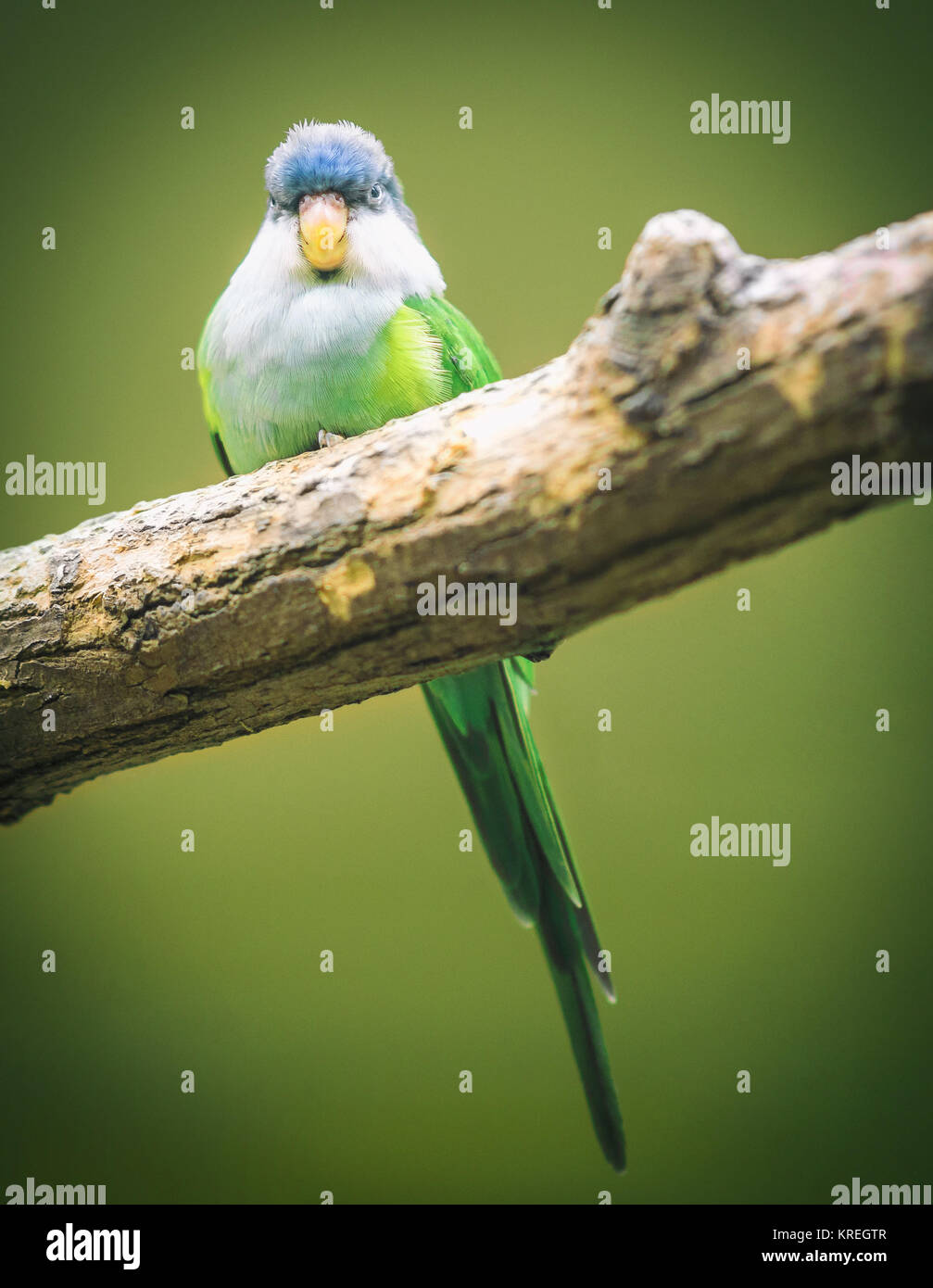 Boss bird hi-res stock photography and images - Alamy